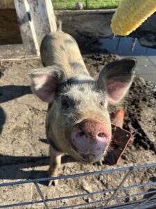 Ag Insiders: The Pig Plan - Part II - Stockyards Ag Experience